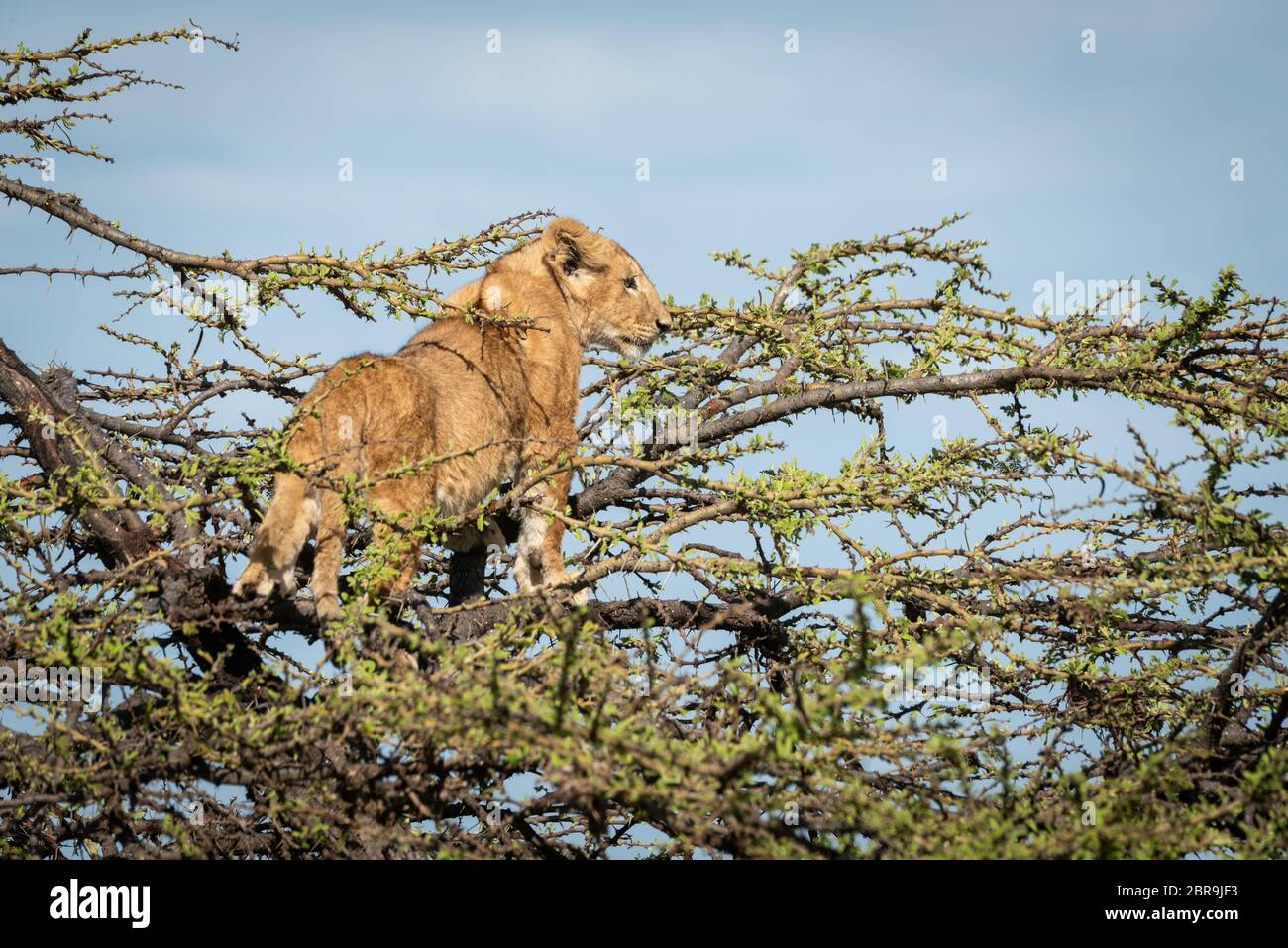 A young lion cub stands in a thorn tree under a blue sky. He is staring ...