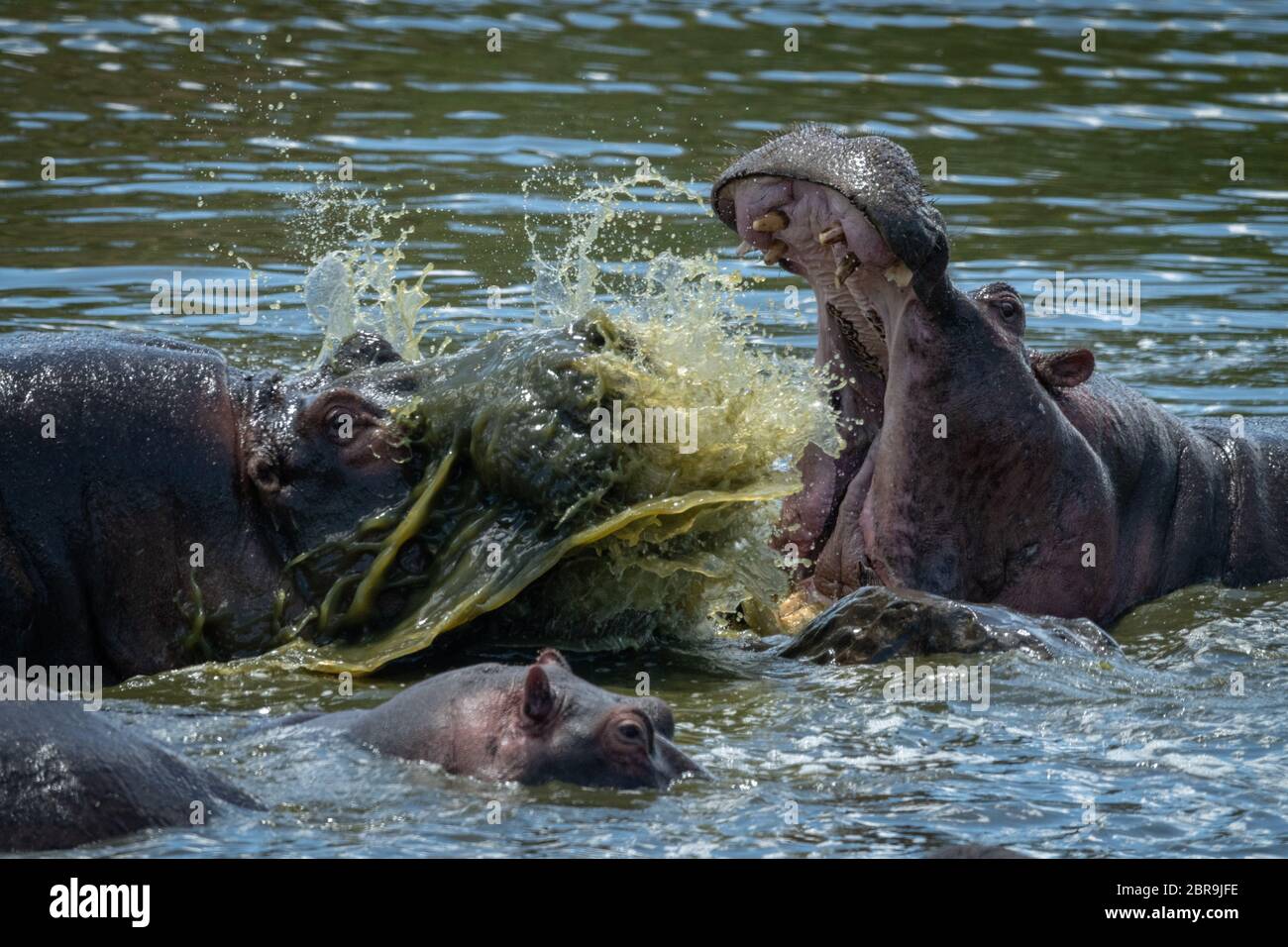Two male hippos fight each other in a river beside a young calf. One ...