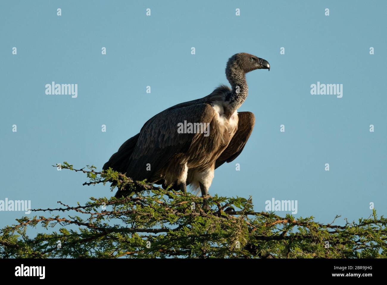 Vulture perches hi-res stock photography and images - Alamy