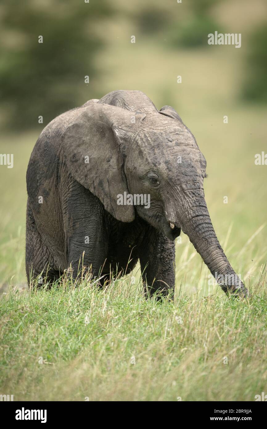 African bush elephant calf stands eating grass Stock Photo - Alamy