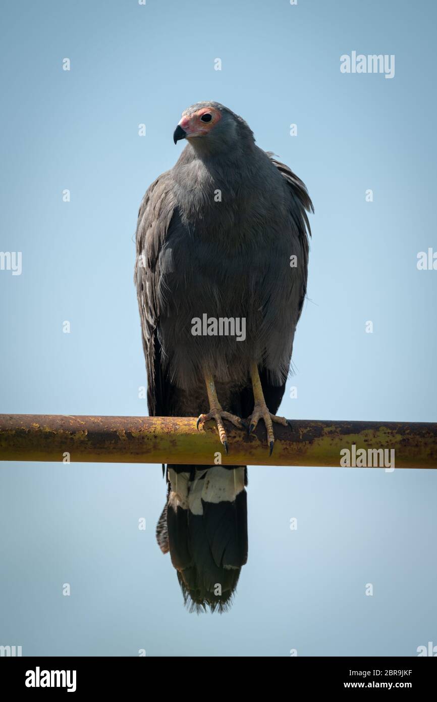 African hawk eagles hi-res stock photography and images - Alamy