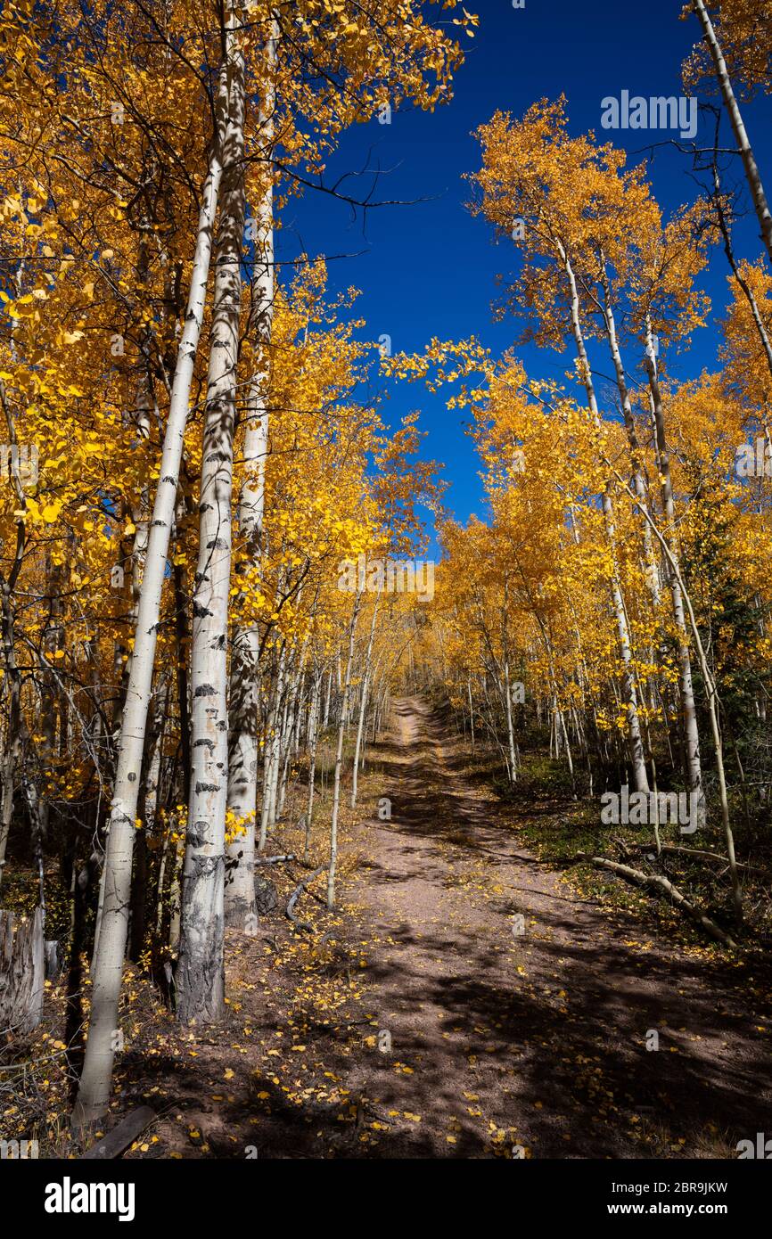 Aspen trees in autumn along the Bachelor Loop, Creede, Colorado Stock ...