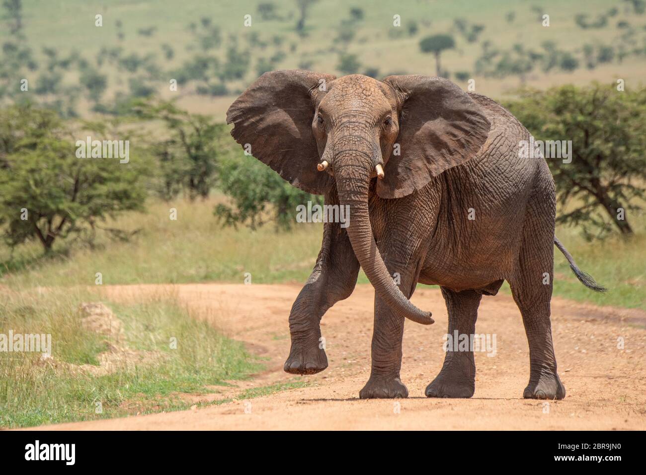 Elephant foot cross hi-res stock photography and images - Alamy