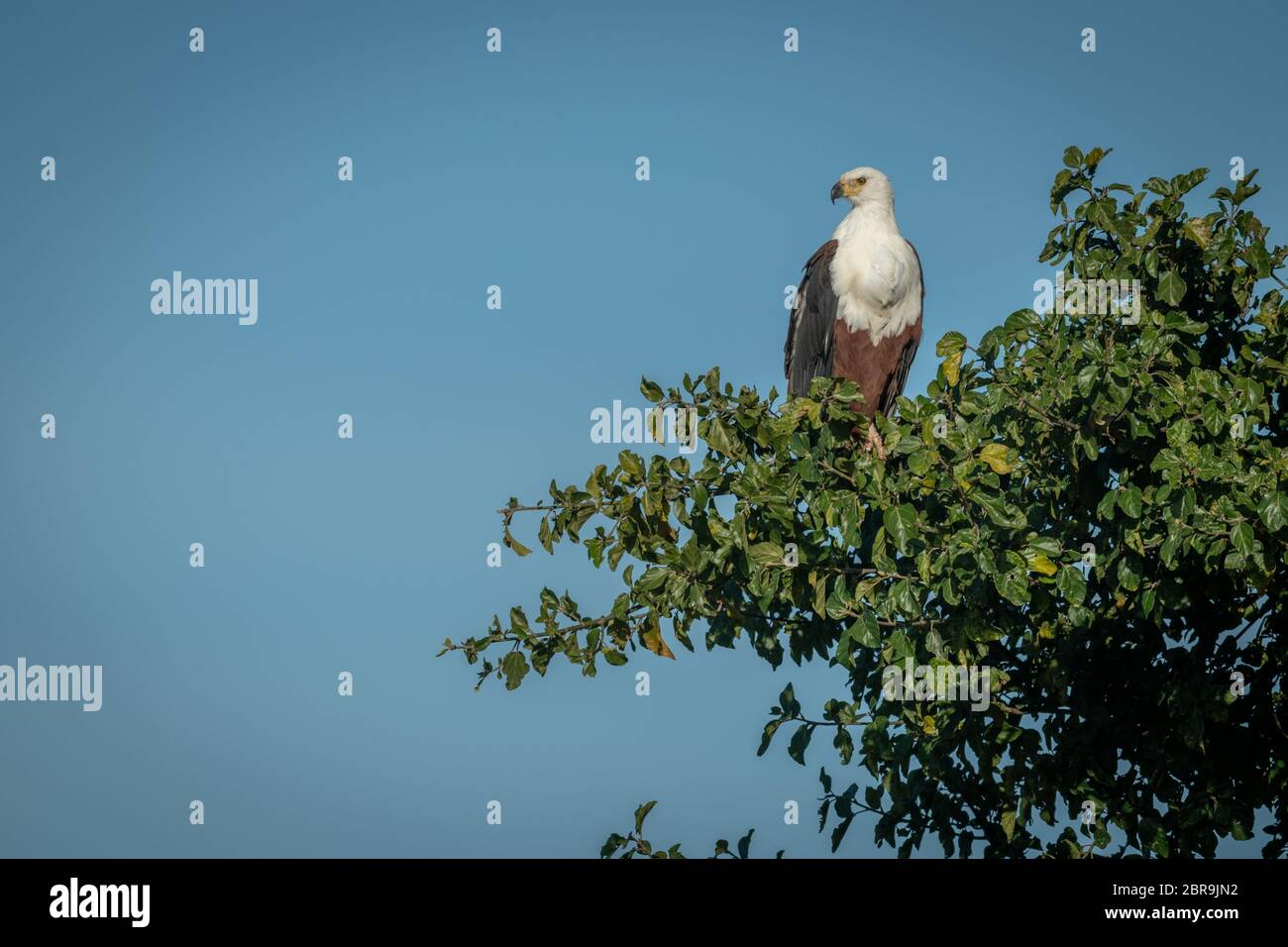 African fish eagle perches in tree looking down Stock Photo - Alamy