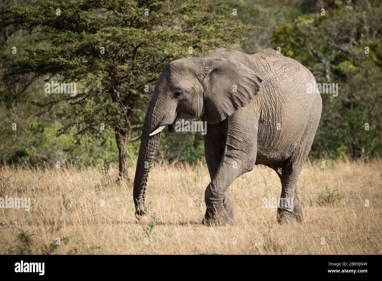 African elephant lifts foot walking across grass Stock Photo - Alamy