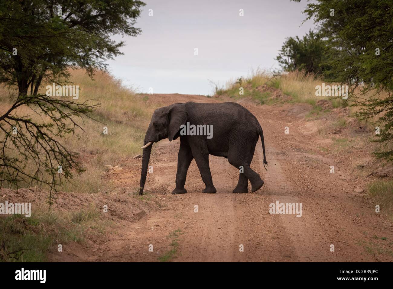 African elephant walks across track between trees Stock Photo - Alamy