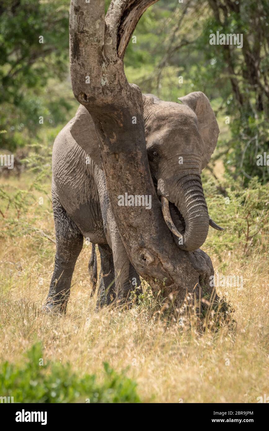 African elephant behind tree hi-res stock photography and images - Alamy