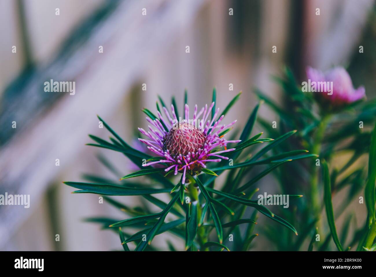 native Australian isopogon candy cone plant outdoor in sunny backyard ...