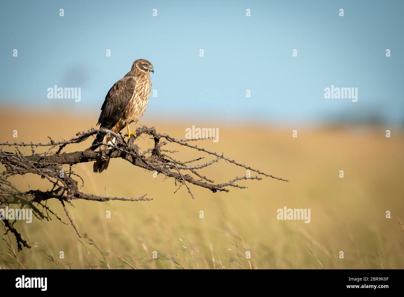 African marsh harrier hi-res stock photography and images - Alamy