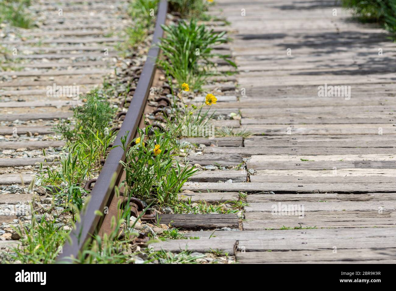 yellow daisy flower in abandoned train track in seoul, south korea ...