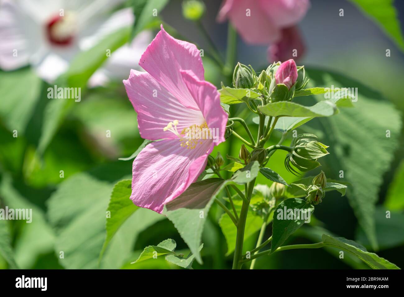 mugunghwa or hibiscus syriacus is Korean national flower. Taken up ...