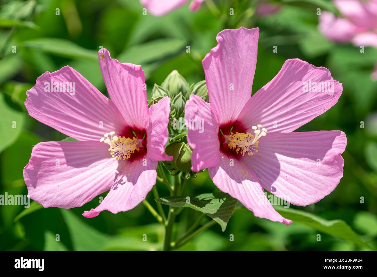 mugunghwa or hibiscus syriacus is Korean national flower. Taken up ...