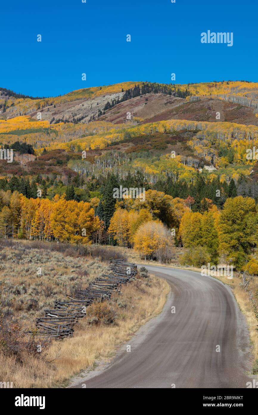 Quaking aspen trees, gunnison, colorado hi-res stock photography and ...