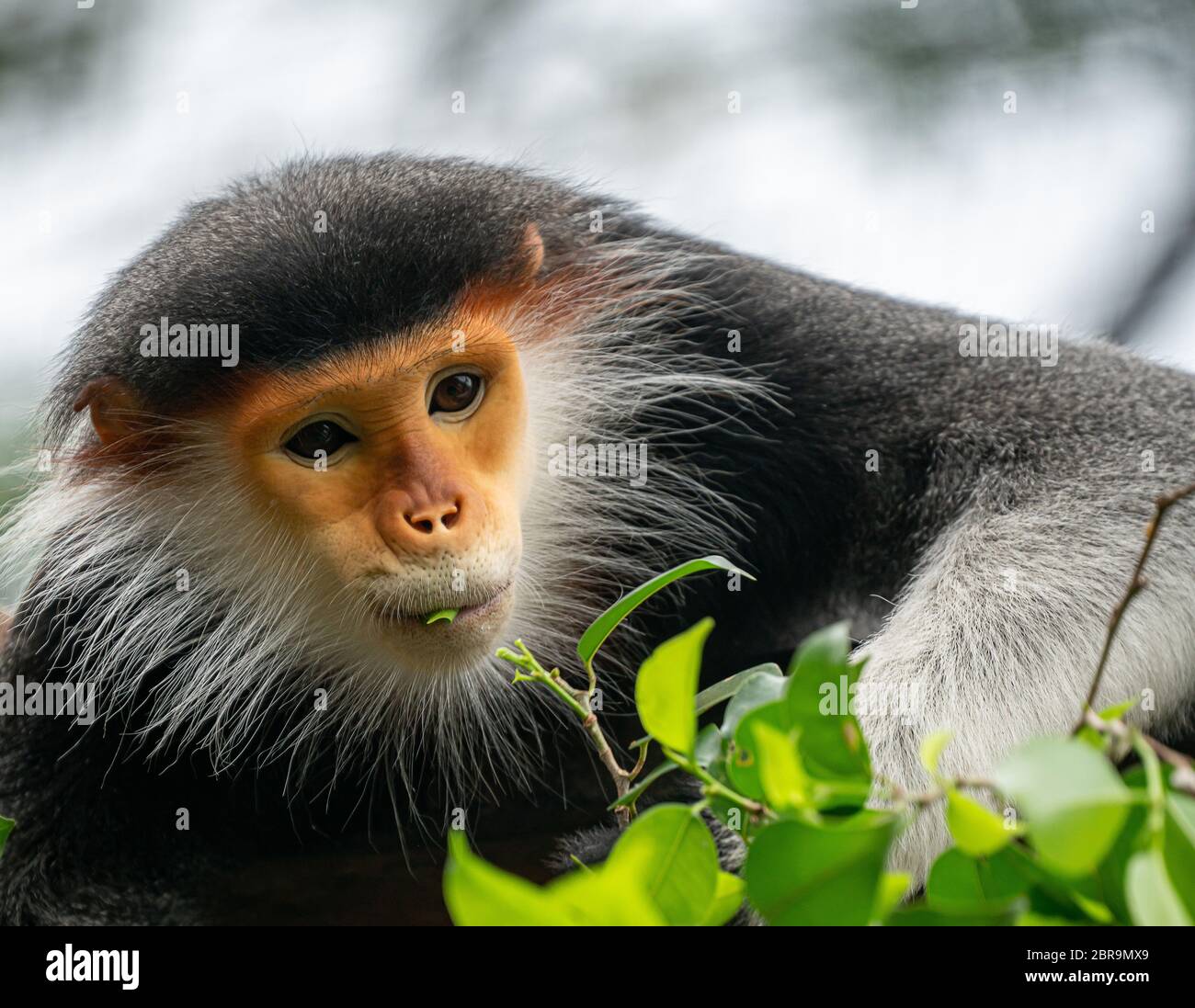 behavior of red shanked Douc Langur (Pygathrix nemaeus Stock Photo - Alamy