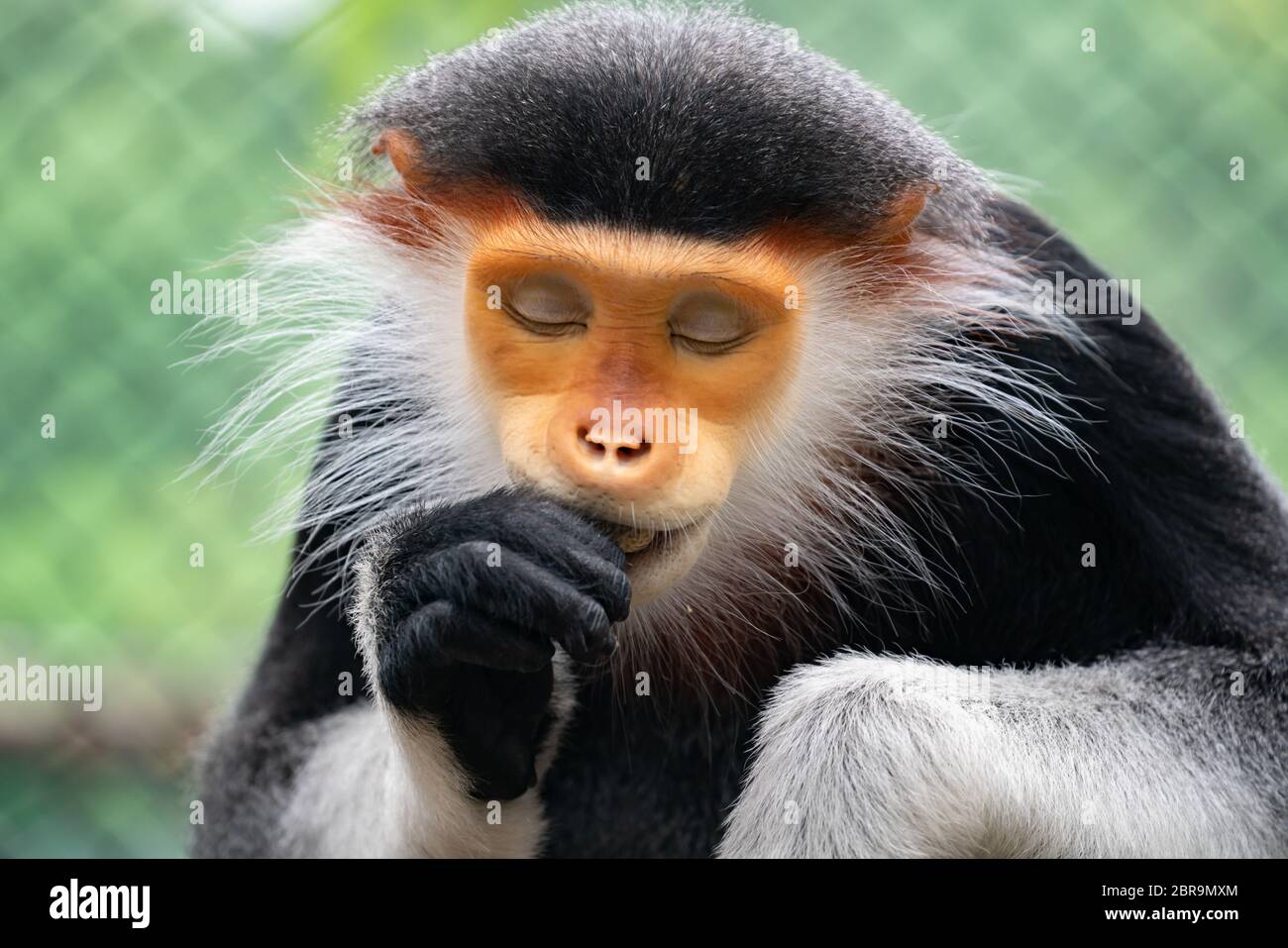 behavior of red shanked Douc Langur (Pygathrix nemaeus Stock Photo - Alamy