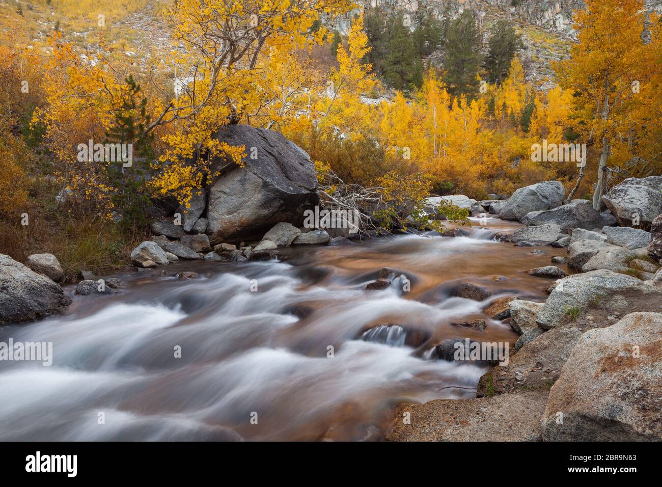 Fall foliage aspen california hi-res stock photography and images - Alamy