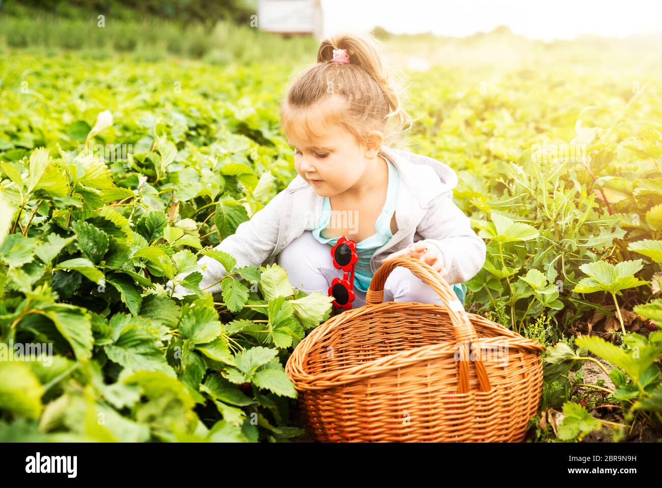 Cute Girl Picking Strawberries In The Garden Stock Photo - Alamy