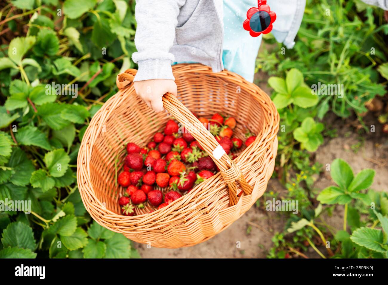 Cute Girl Picking Strawberries In The Garden Stock Photo - Alamy