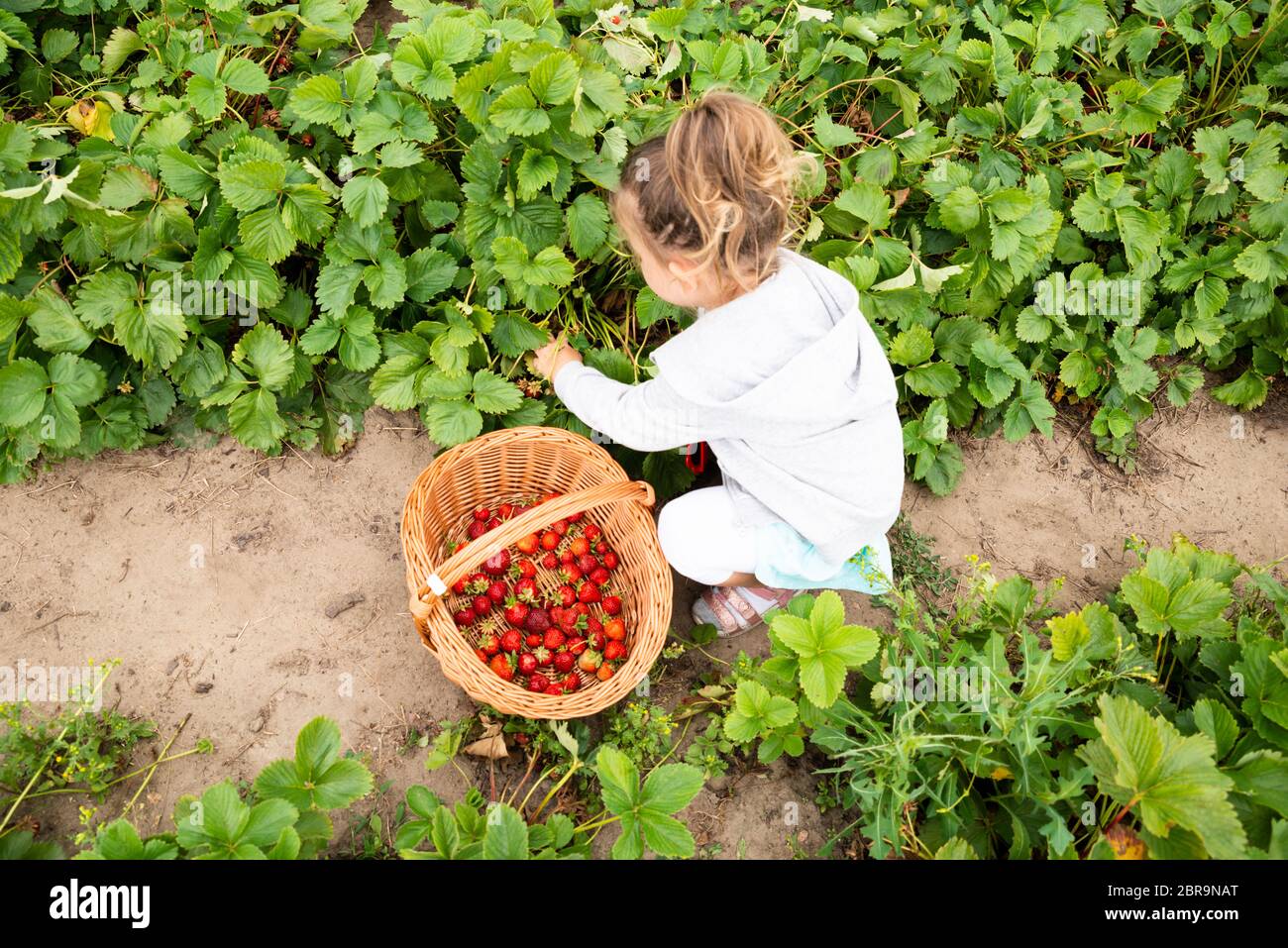 Cute Girl Picking Strawberries In The Garden Stock Photo - Alamy