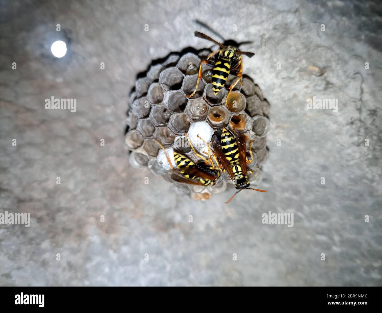 Wasp species polished on nest. Wasp nest with wasps and larvae Stock ...