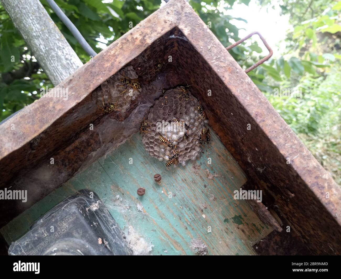 Wasp species polished on nest. Wasp nest with wasps and larvae Stock ...