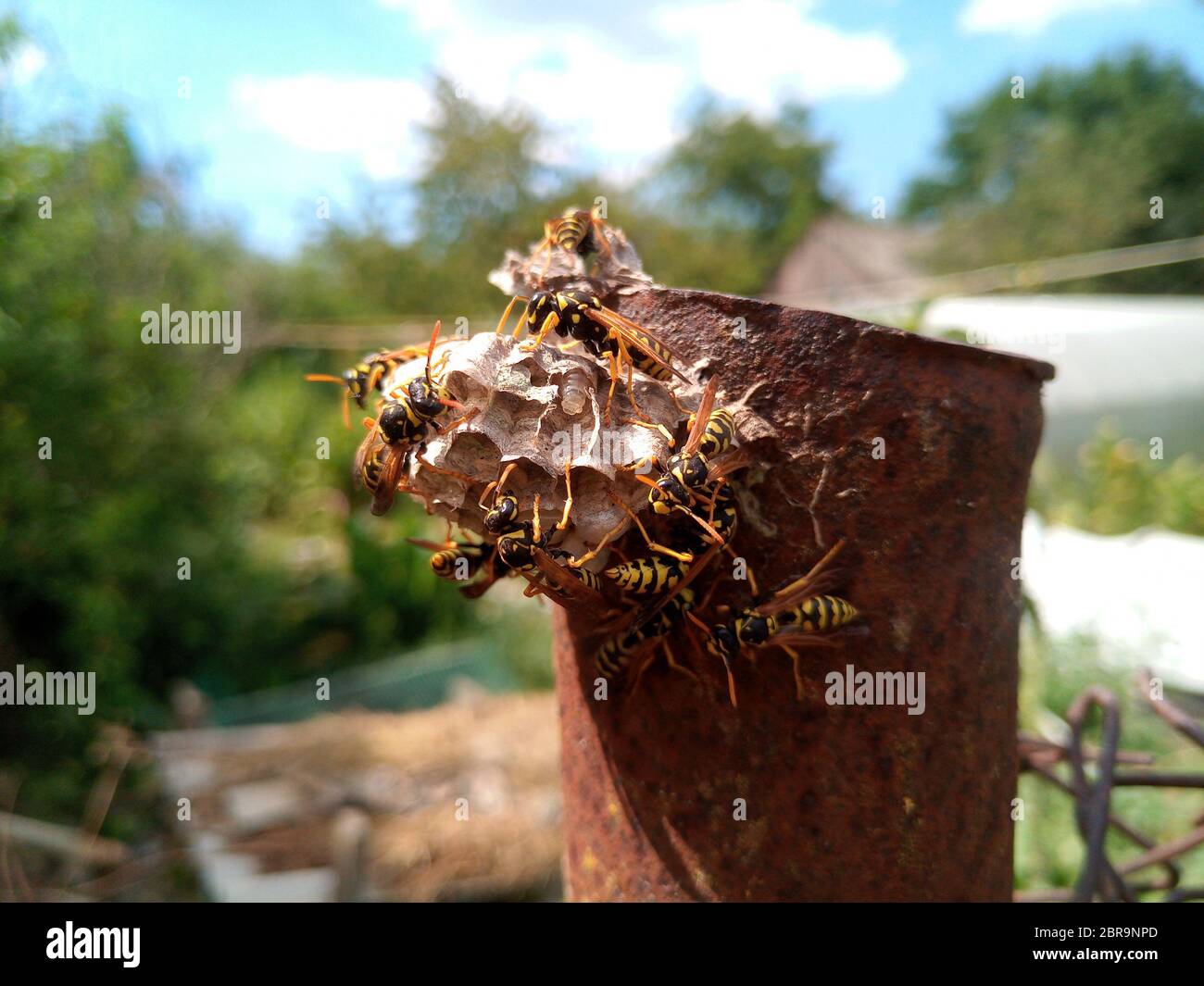 Wasp species polished on nest. Wasp nest with wasps and larvae Stock ...