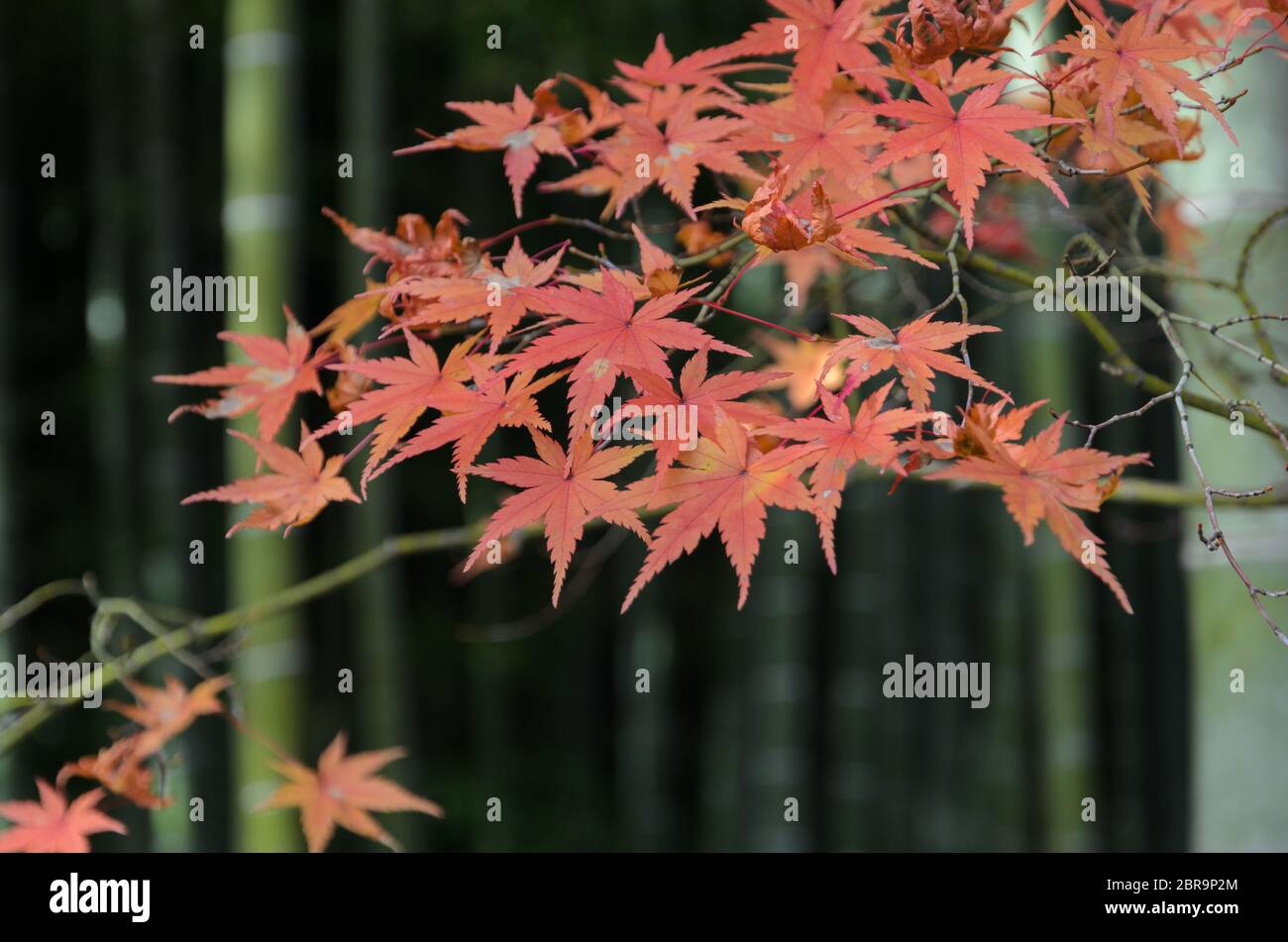 Autumn red maple leaves with bamboo tree background in Japan Stock ...