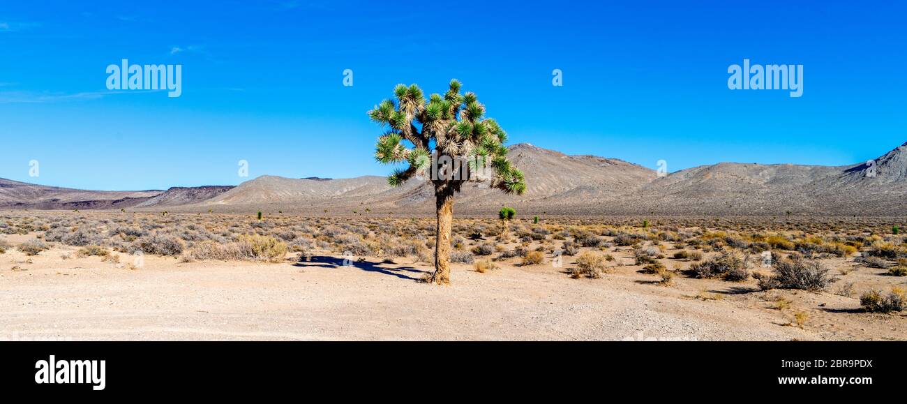 Joshua Tree with green leaves Stock Photo - Alamy