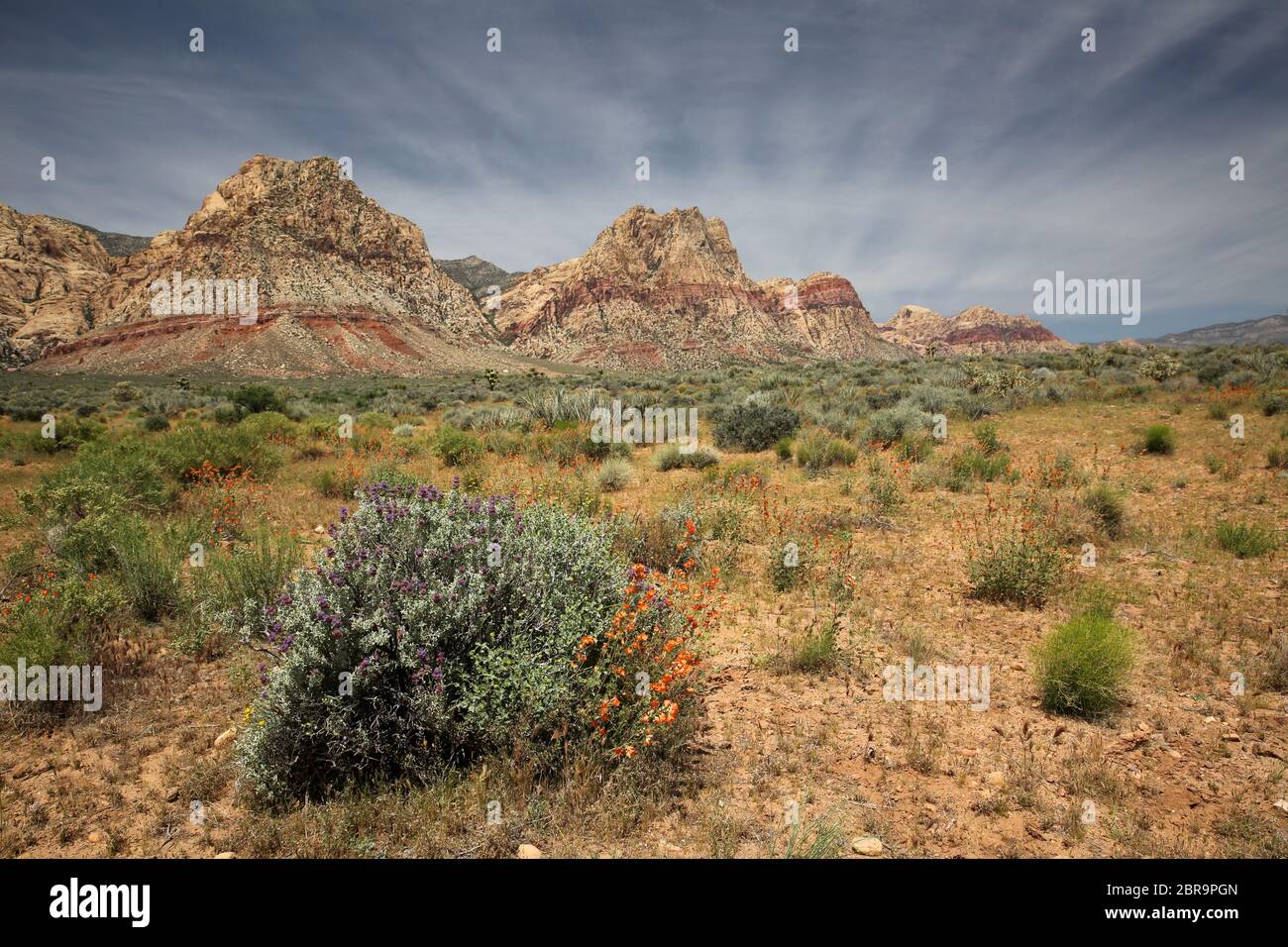Spring flowers in desert, Nevada Stock Photo - Alamy