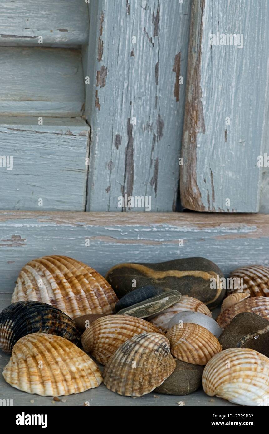 Still life with sea shells and pebble on blue wooden background Stock ...