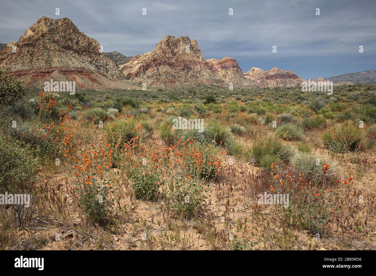 Spring flowers in desert, Nevada Stock Photo - Alamy