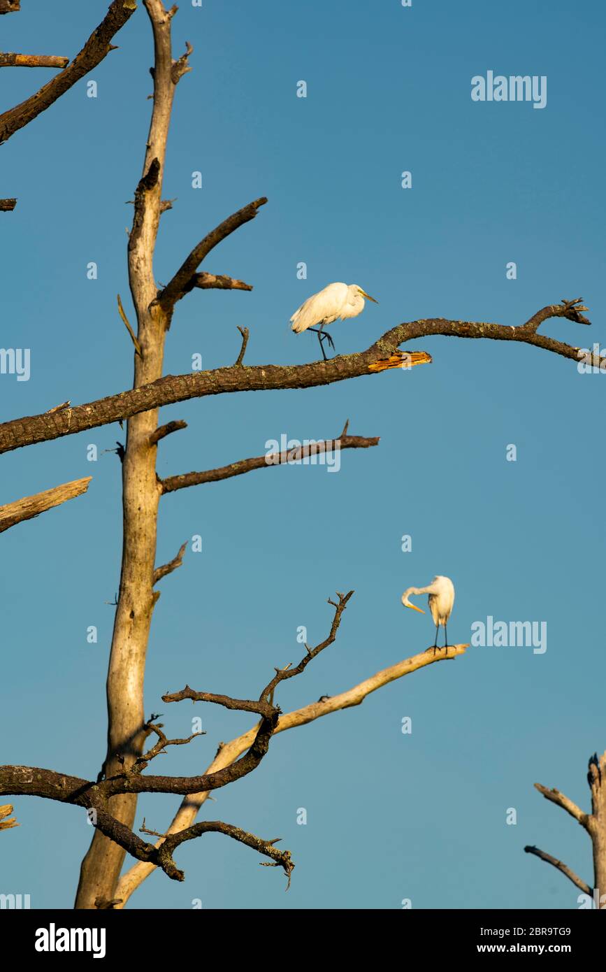 Birds preen hi-res stock photography and images - Alamy