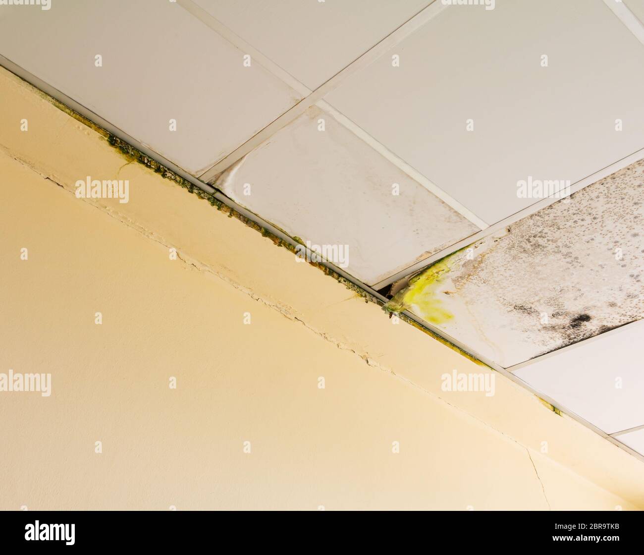 fungus in gypsum ceiling interior building damaged from water leaking ...