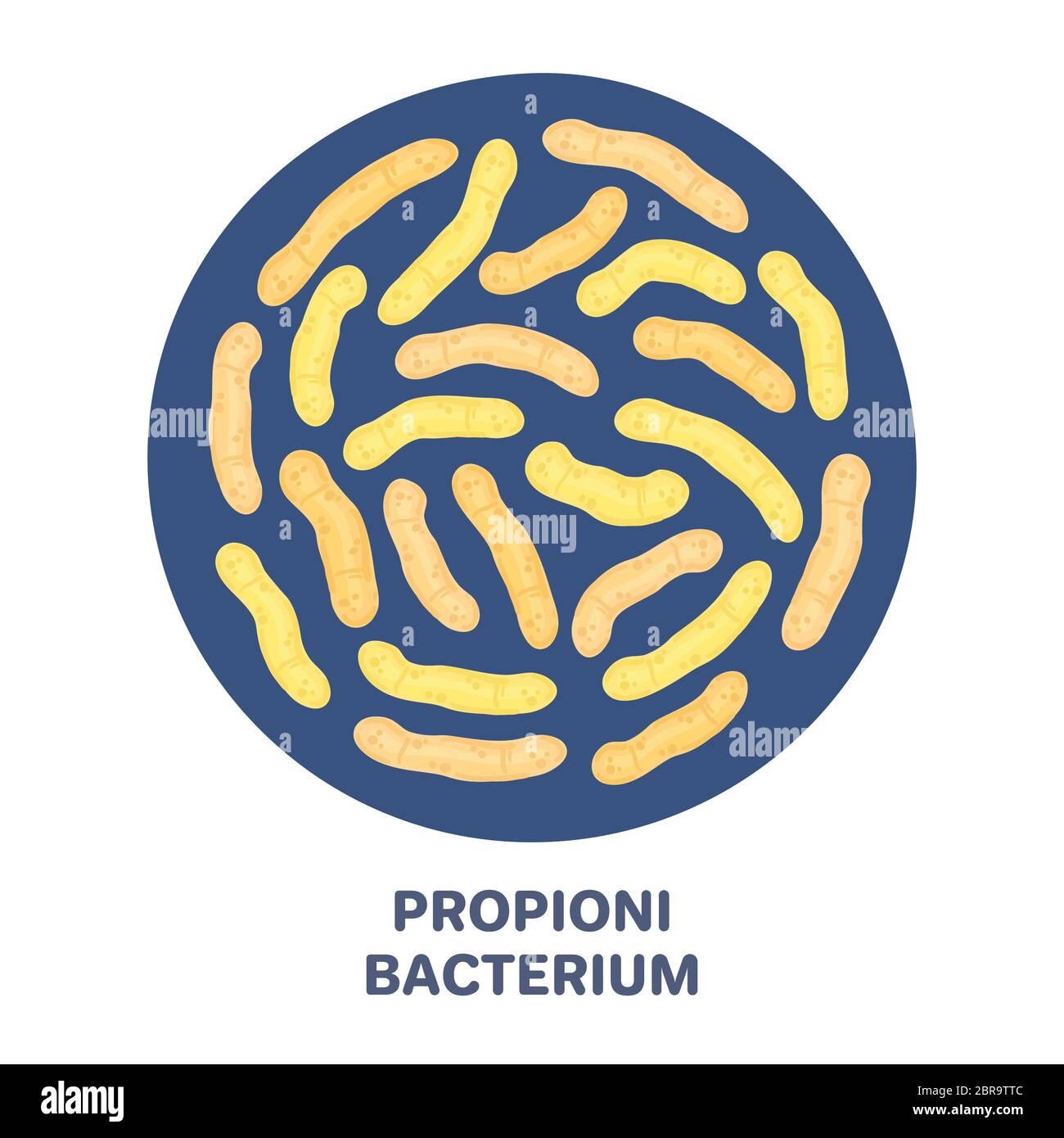 Vector probiotics in circular shape. Propionibacterium. Microbiome ...