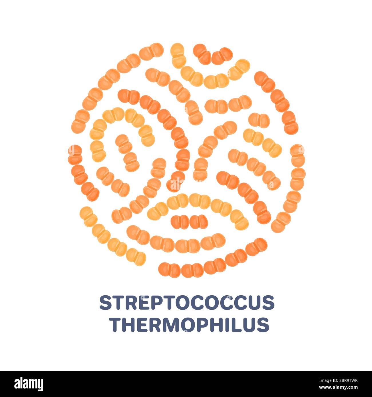 Vector probiotics in circular shape. Streptococcus thermophilus ...