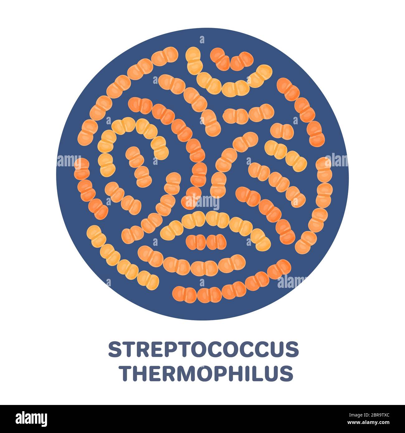 Probiotic supplements label hi-res stock photography and images - Alamy