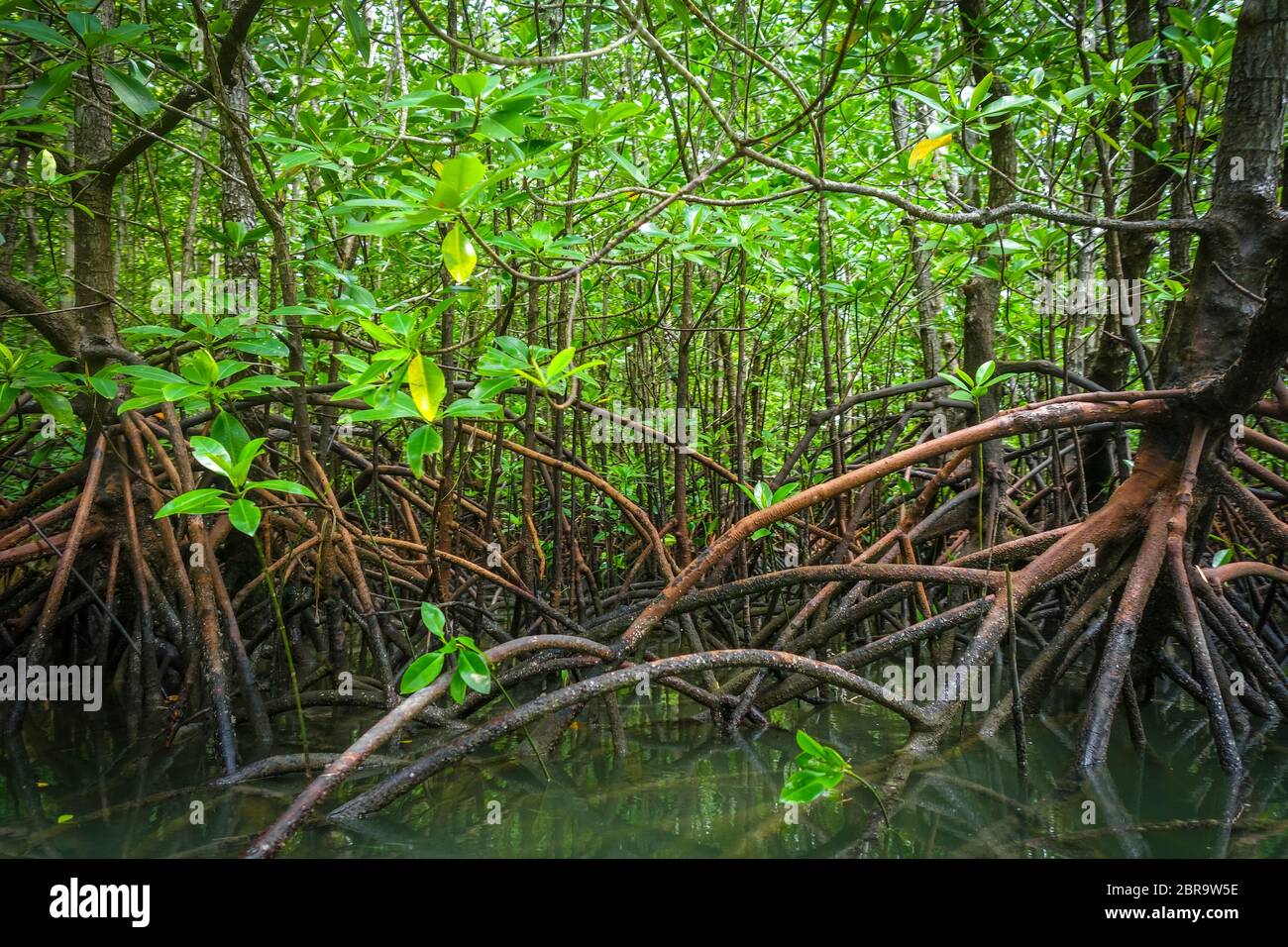 Mangrove swamp in Phang Nga Bay, Thailand Stock Photo - Alamy