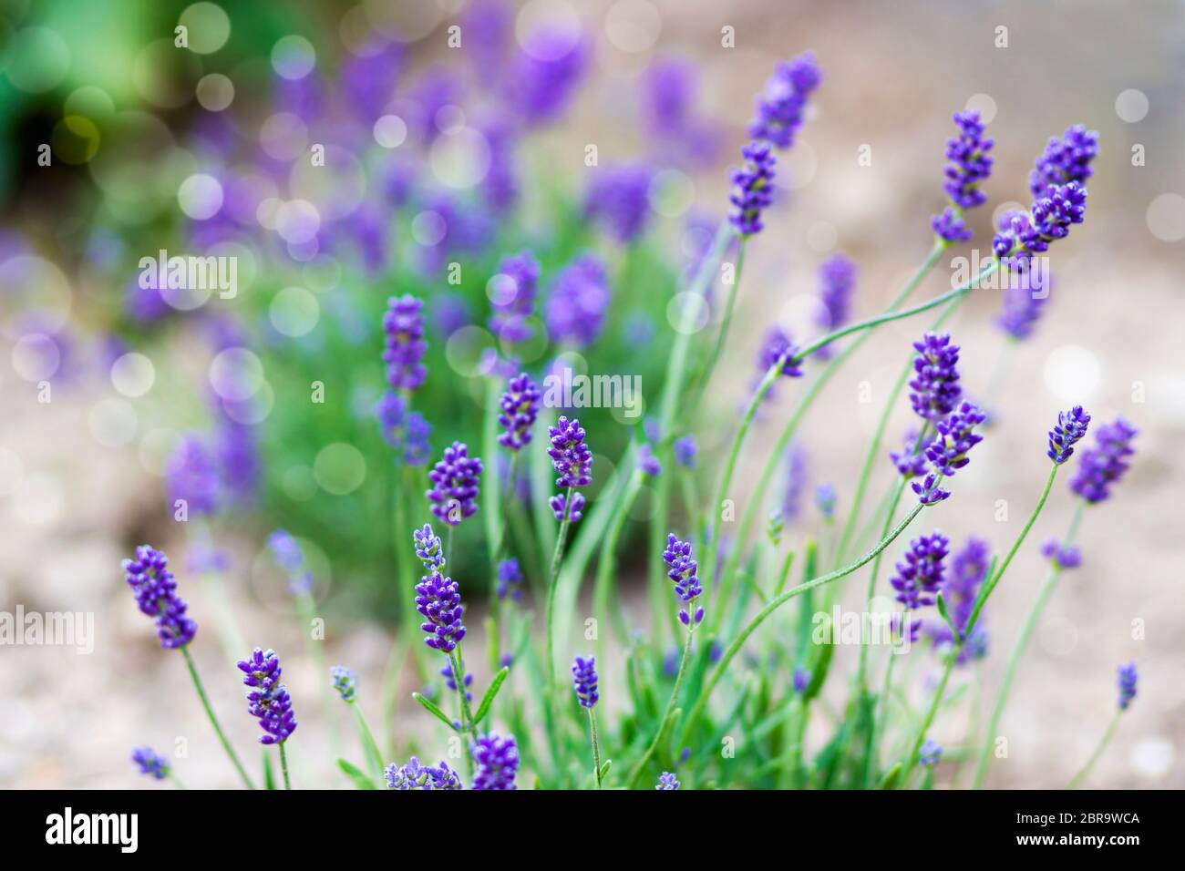 lavender flowers in a garden Stock Photo - Alamy