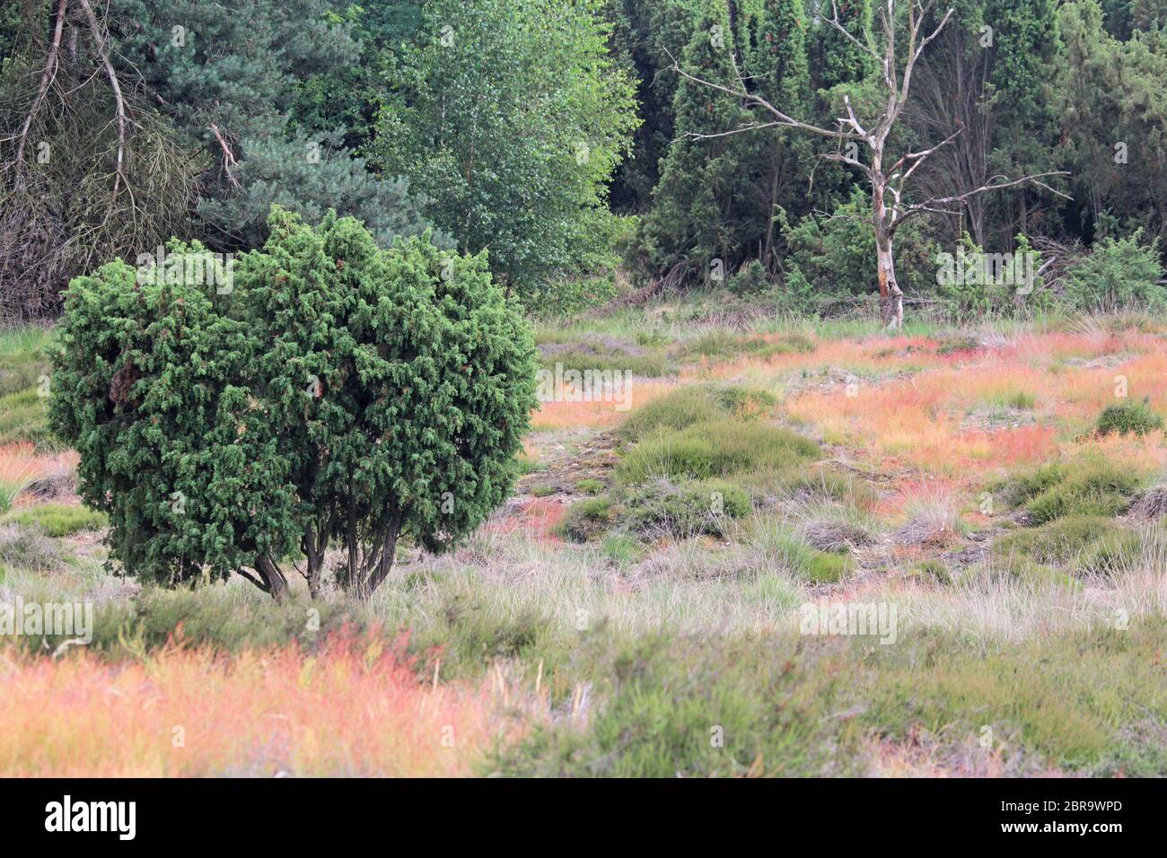 Westruper heide hi-res stock photography and images - Alamy