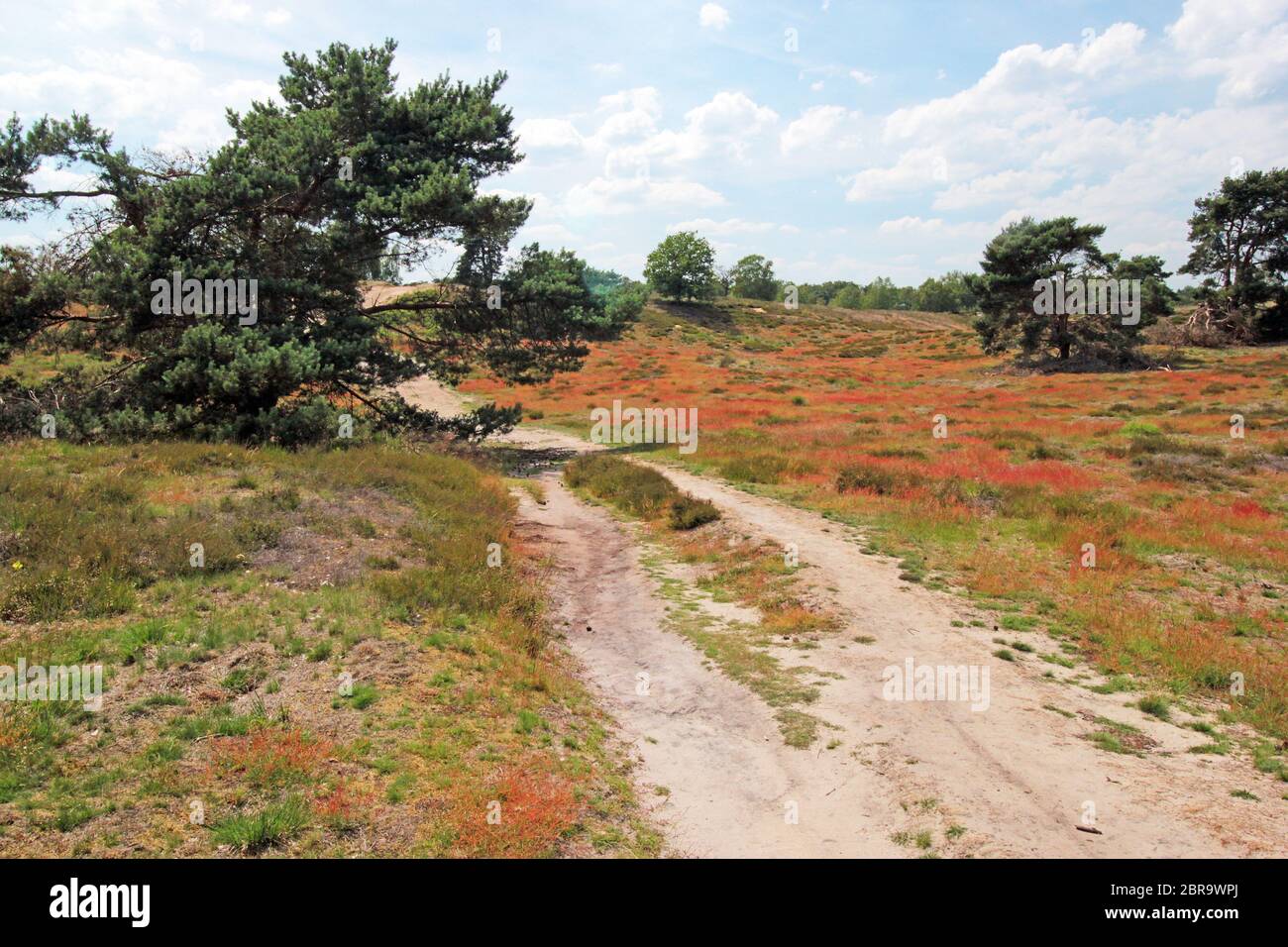 The westruper heide hi-res stock photography and images - Alamy