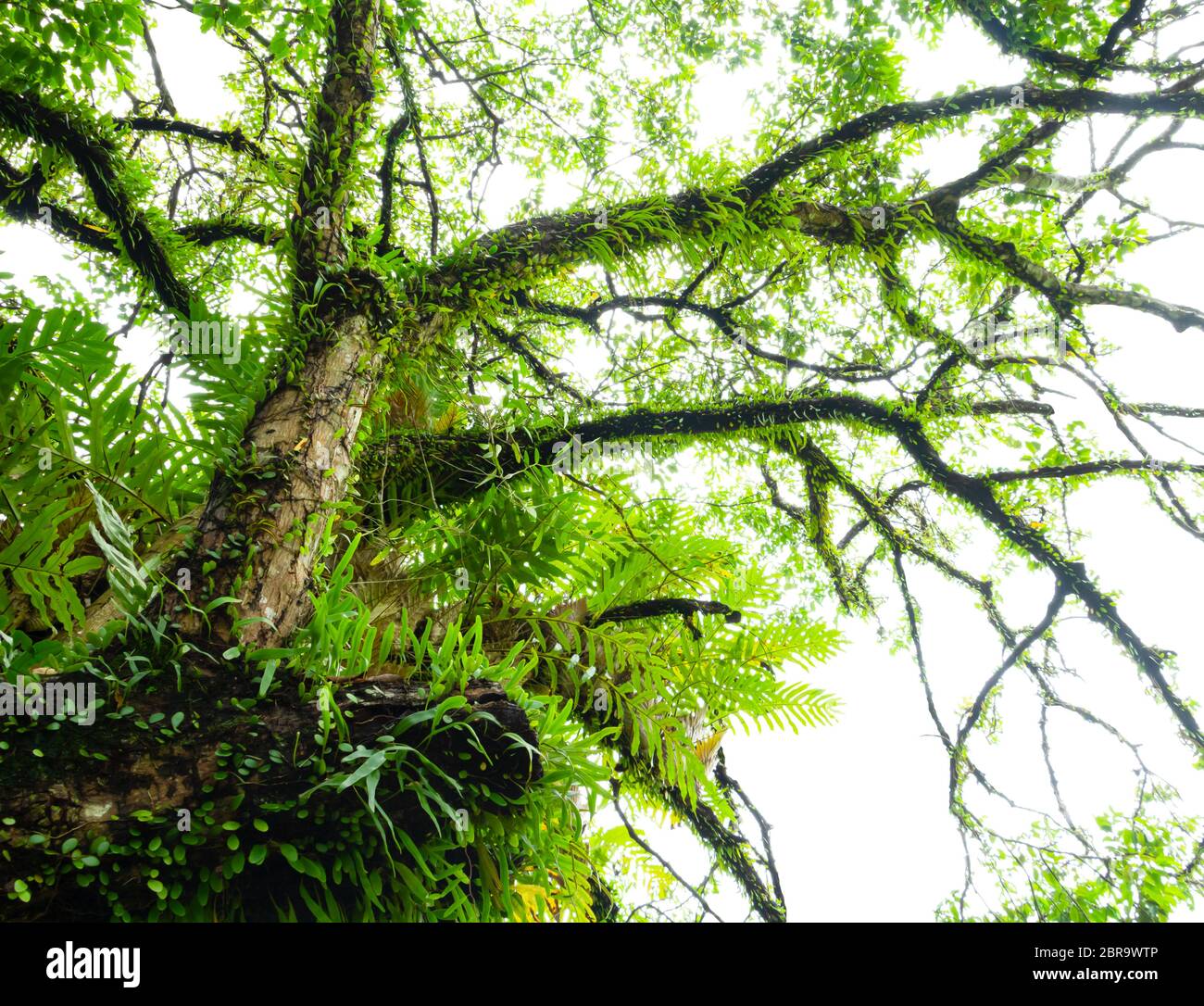 close up tree rainforest beautiful on white background Stock Photo - Alamy