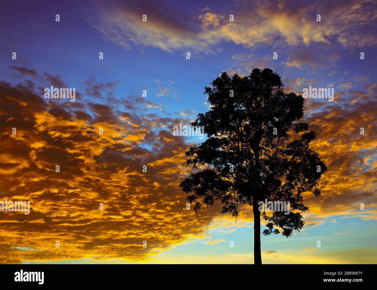 tree silhouette and sky dark color sunset beautiful in twilight time ...