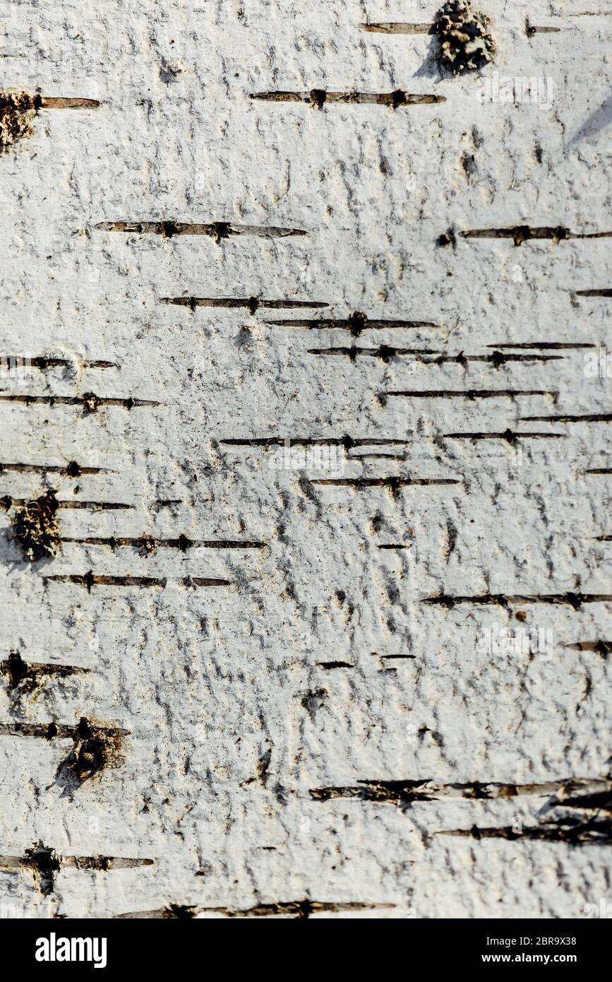 Detail of Paper Birch tree bark. Background Stock Photo - Alamy