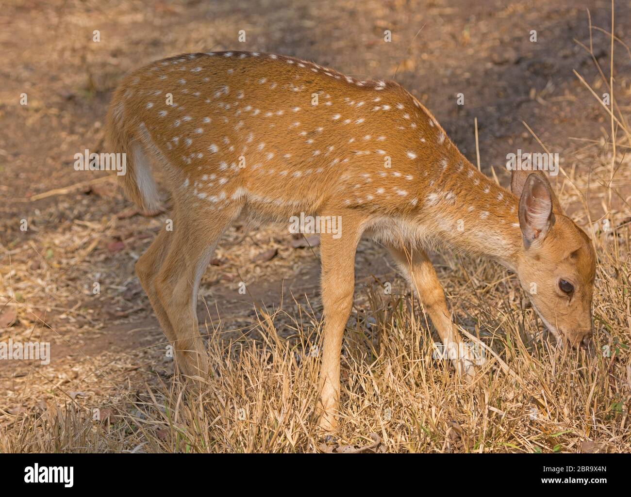 Baby Axis Deer