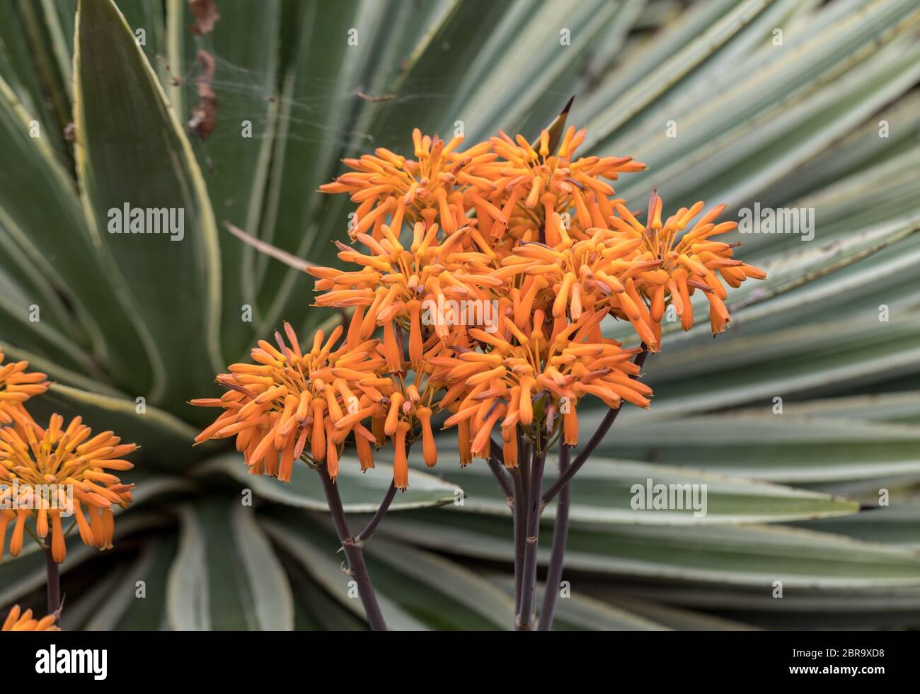 Aloe plant in bloom. Spectacular tall bright orange tubular flower ...