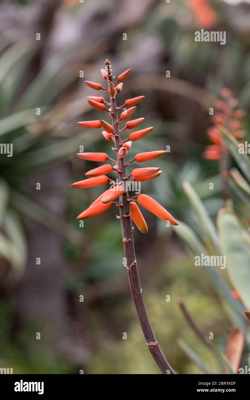 Aloe plant in bloom. Spectacular tall bright orange tubular flower ...
