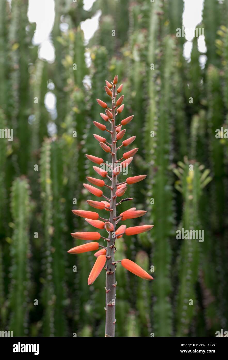 Aloe plant in bloom. Spectacular tall bright orange tubular flower ...