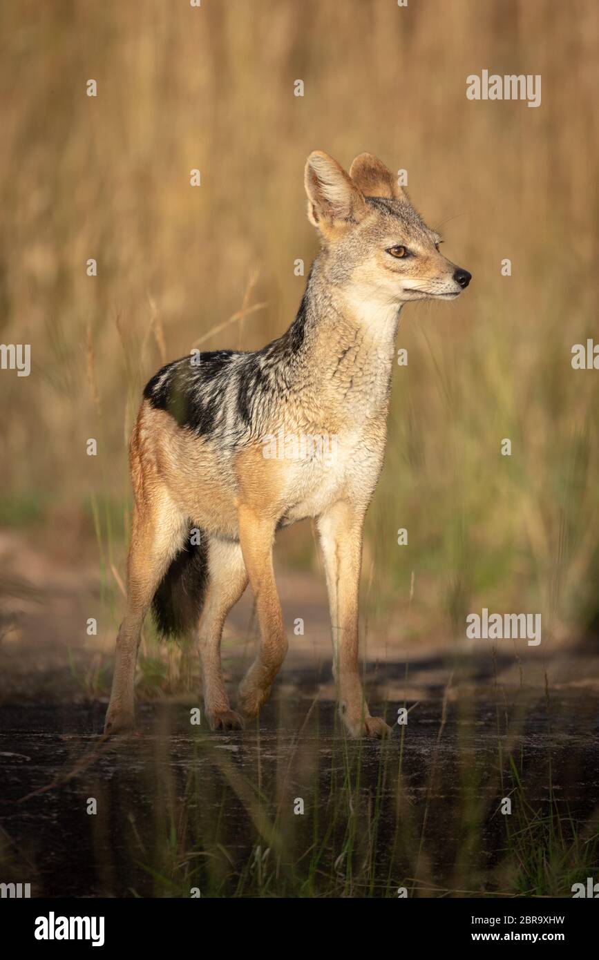 Black-backed jackal stands lifting paw in sunshine Stock Photo - Alamy