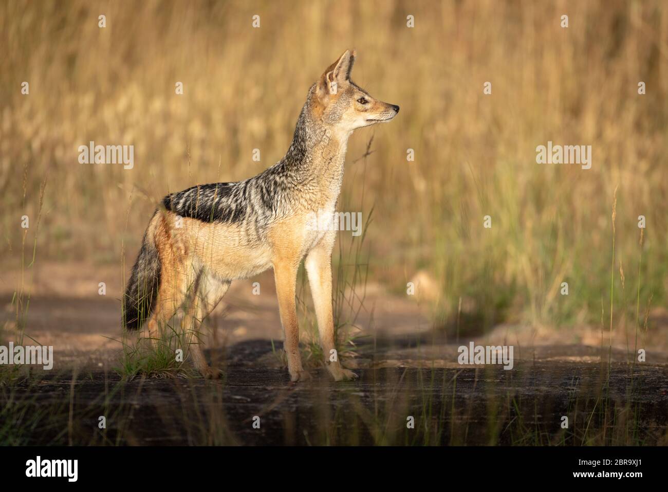 Black-backed jackal stands in grass in sunshine Stock Photo - Alamy