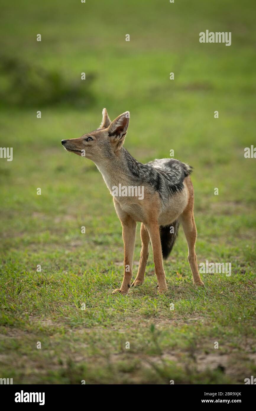 Black-backed jackal stands in grass looking up Stock Photo - Alamy